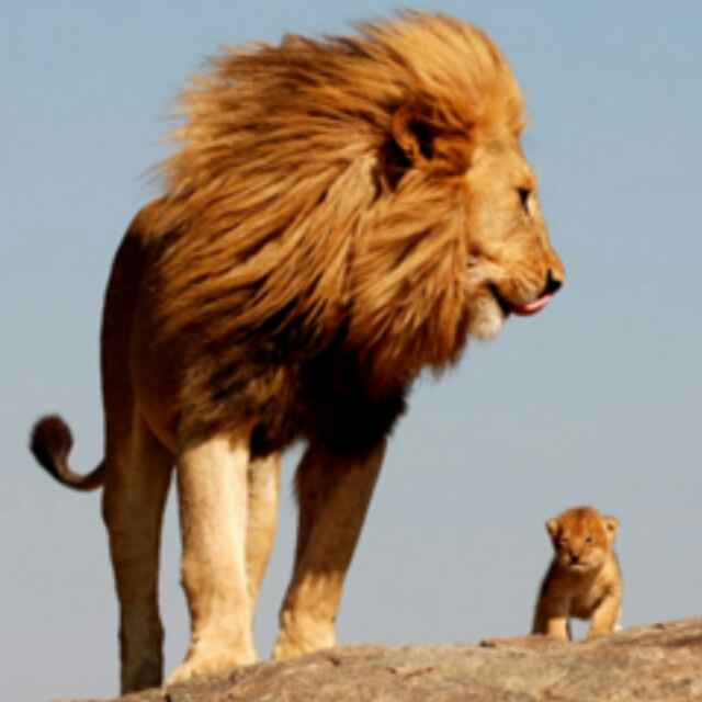 大狮子保护小狮子壁纸,变身狮子守护你原图_大山谷图库